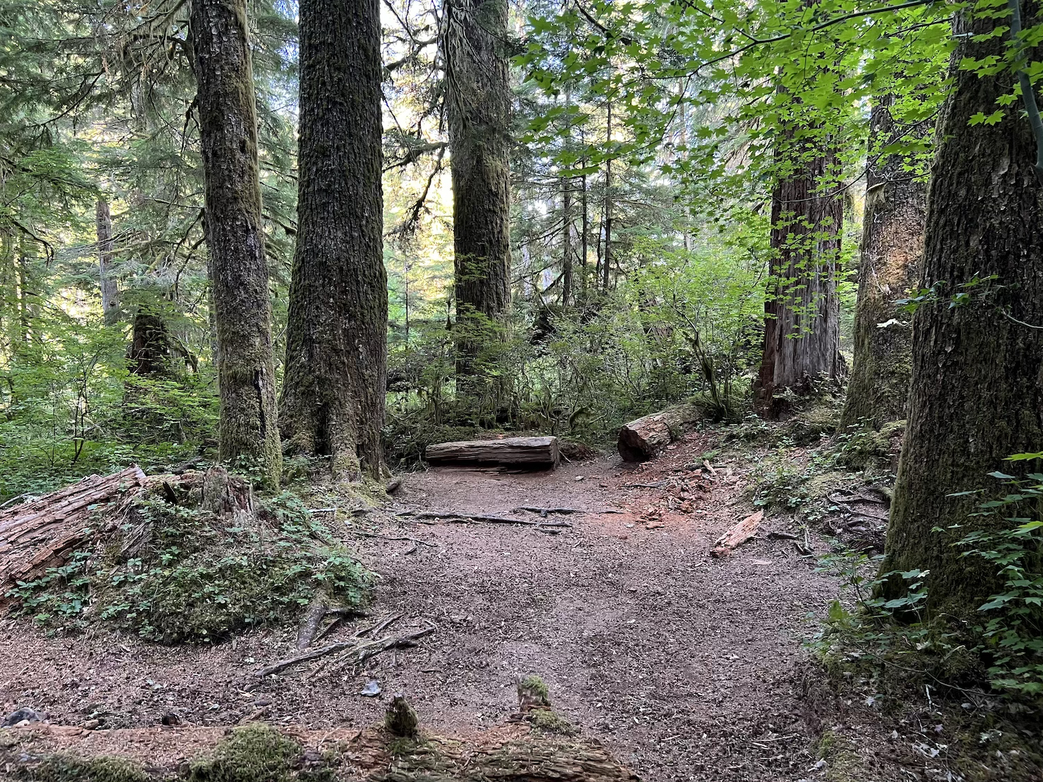 Hoh River Trail to Blue Glacier: The Ultimate Guide – Hike With Kurt