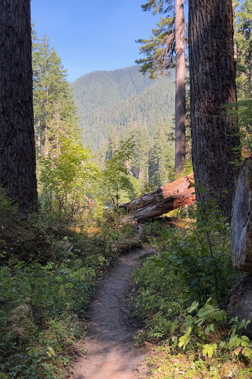 Hoh River Trail to Blue Glacier: The Ultimate Guide – Hike With Kurt