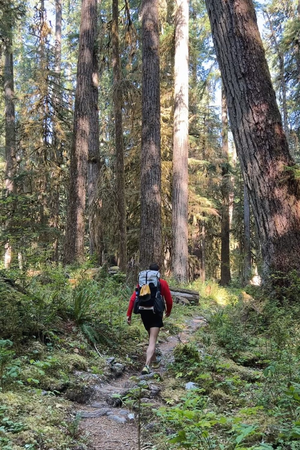 Hoh River Trail to Blue Glacier: The Ultimate Guide – Hike With Kurt