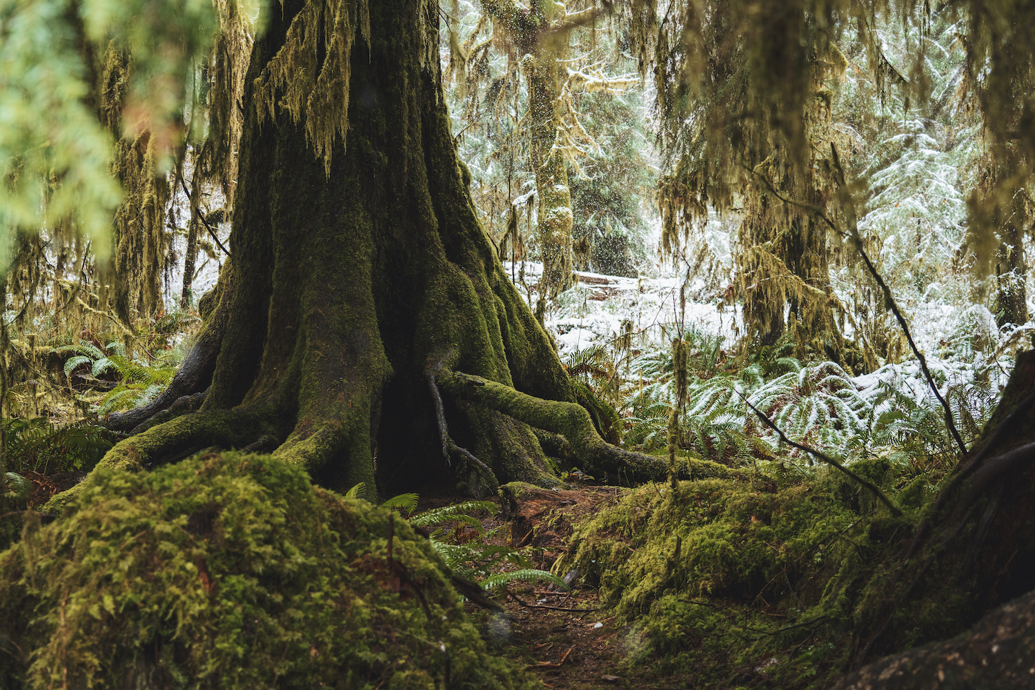 Hall of Mosses Trail – Everything You Need to Know – Hike With Kurt