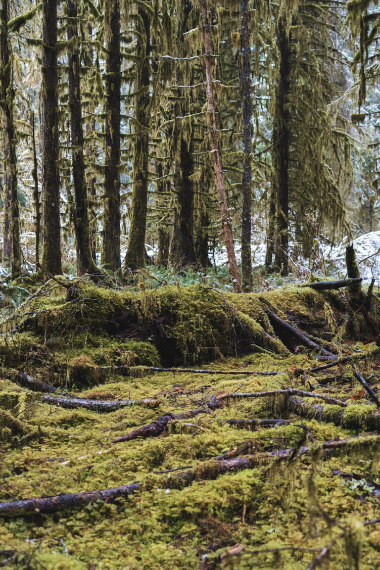 Hall of Mosses Trail – Everything You Need to Know – Hike With Kurt