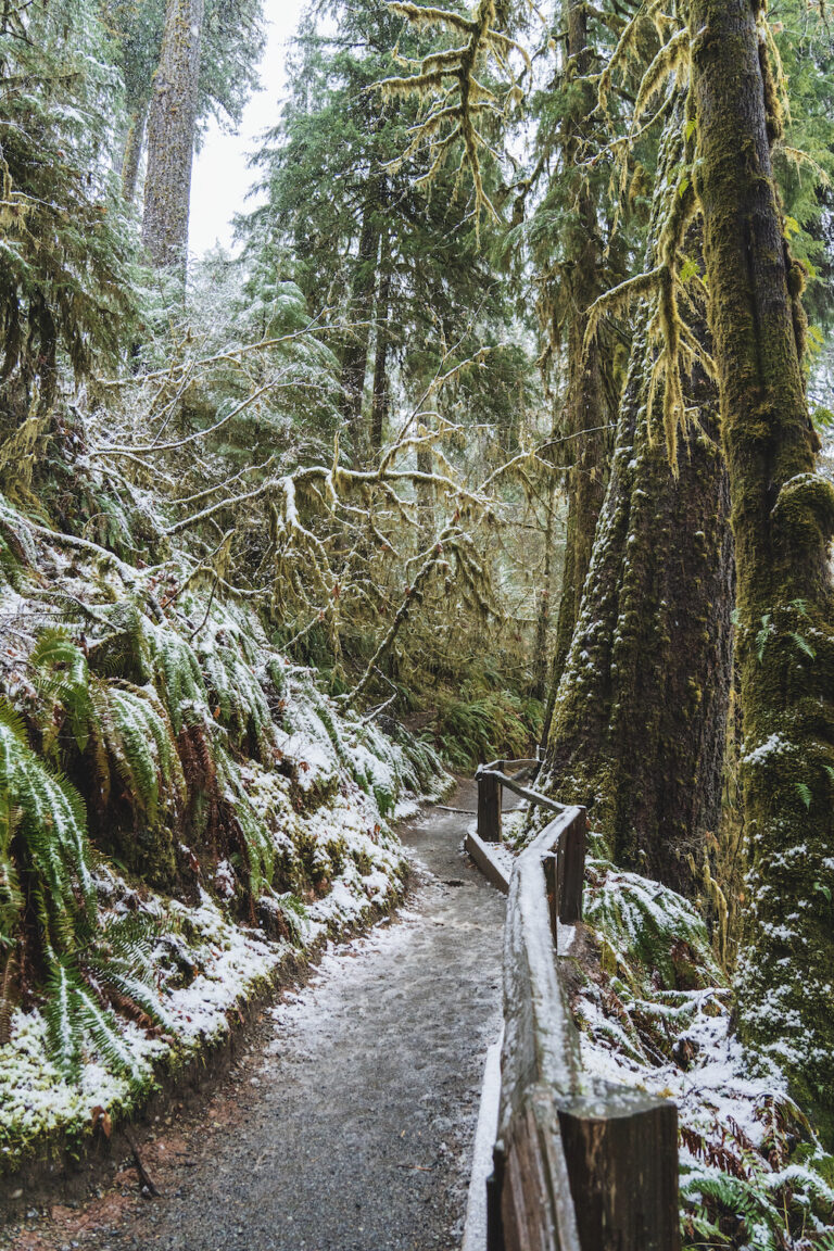 Hall of Mosses Trail – Everything You Need to Know – Hike With Kurt