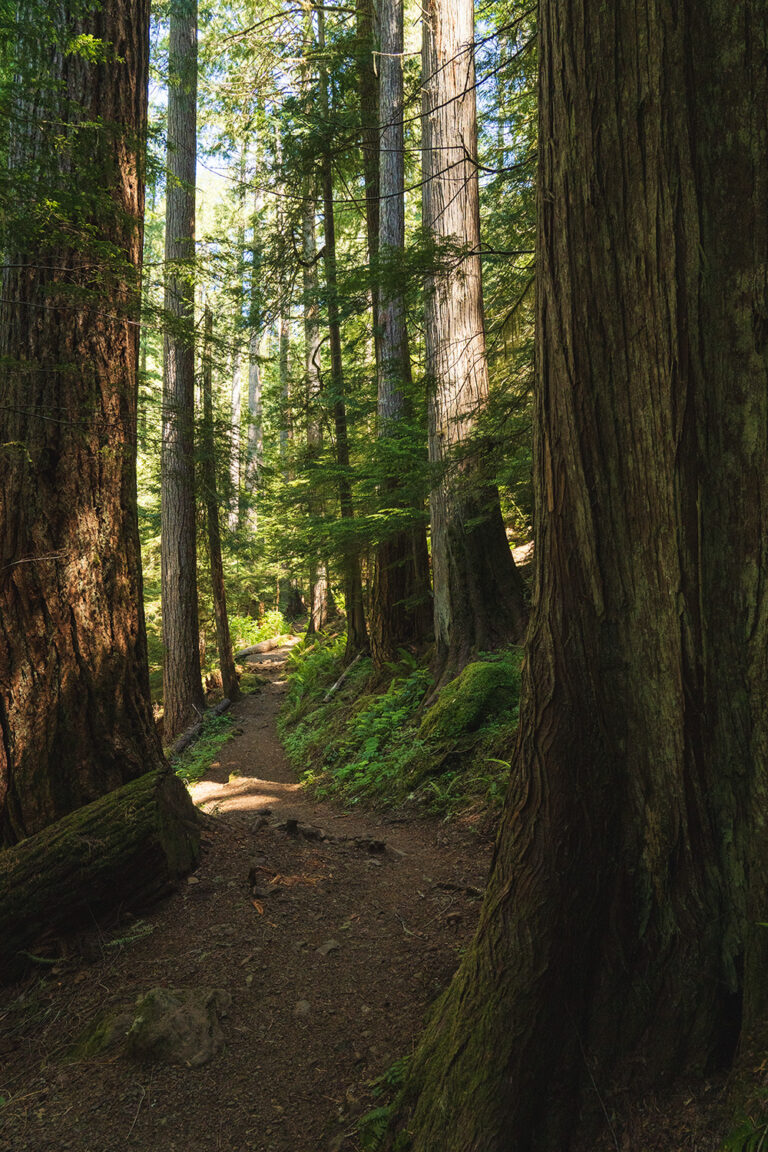 Upper Lena Lake Trail Guide (Olympic National Park) – Hike With Kurt