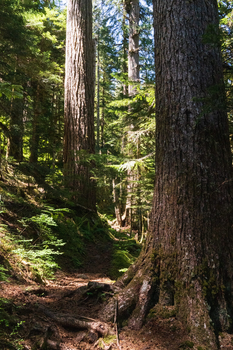 Upper Lena Lake Trail Guide (Olympic National Park) – Hike With Kurt