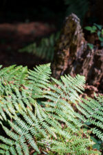 Point Defiance Loop Hike: Easy 5-Mile Trail with Puget Sound Views and ...