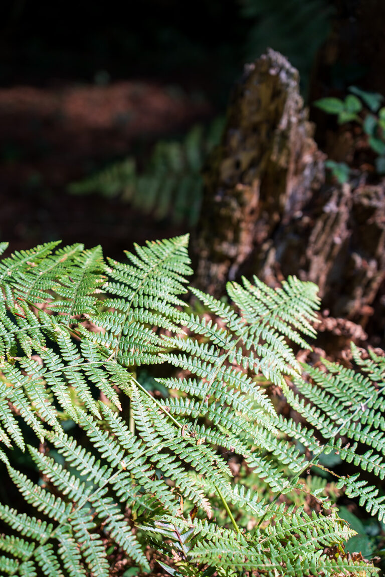 Point Defiance Loop Hike: Easy 5-Mile Trail with Puget Sound Views and ...