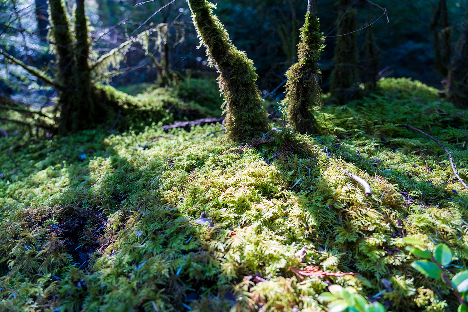 Point Defiance Loop Hike: Easy 5-Mile Trail with Puget Sound Views and ...