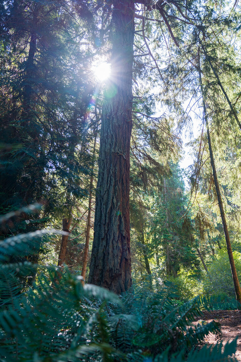 Point Defiance Loop Hike: Easy 5-Mile Trail with Puget Sound Views and ...
