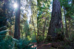 Point Defiance Loop Hike: Easy 5-Mile Trail with Puget Sound Views and ...