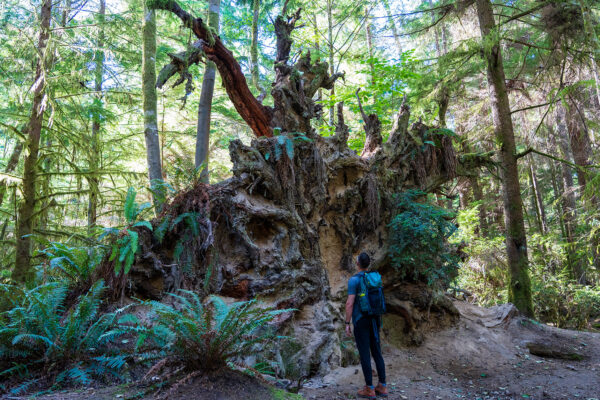 Point Defiance Loop Hike: Easy 5-Mile Trail with Puget Sound Views and ...