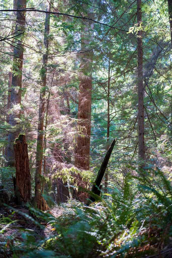 Point Defiance Loop Hike: Easy 5-Mile Trail with Puget Sound Views and ...