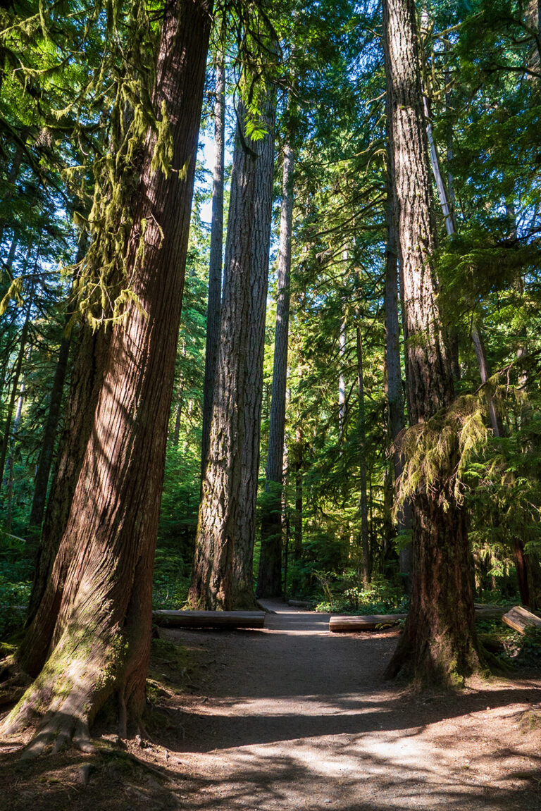 Hike Mount Storm King: Your Guide to Epic Lake Crescent Views in ...